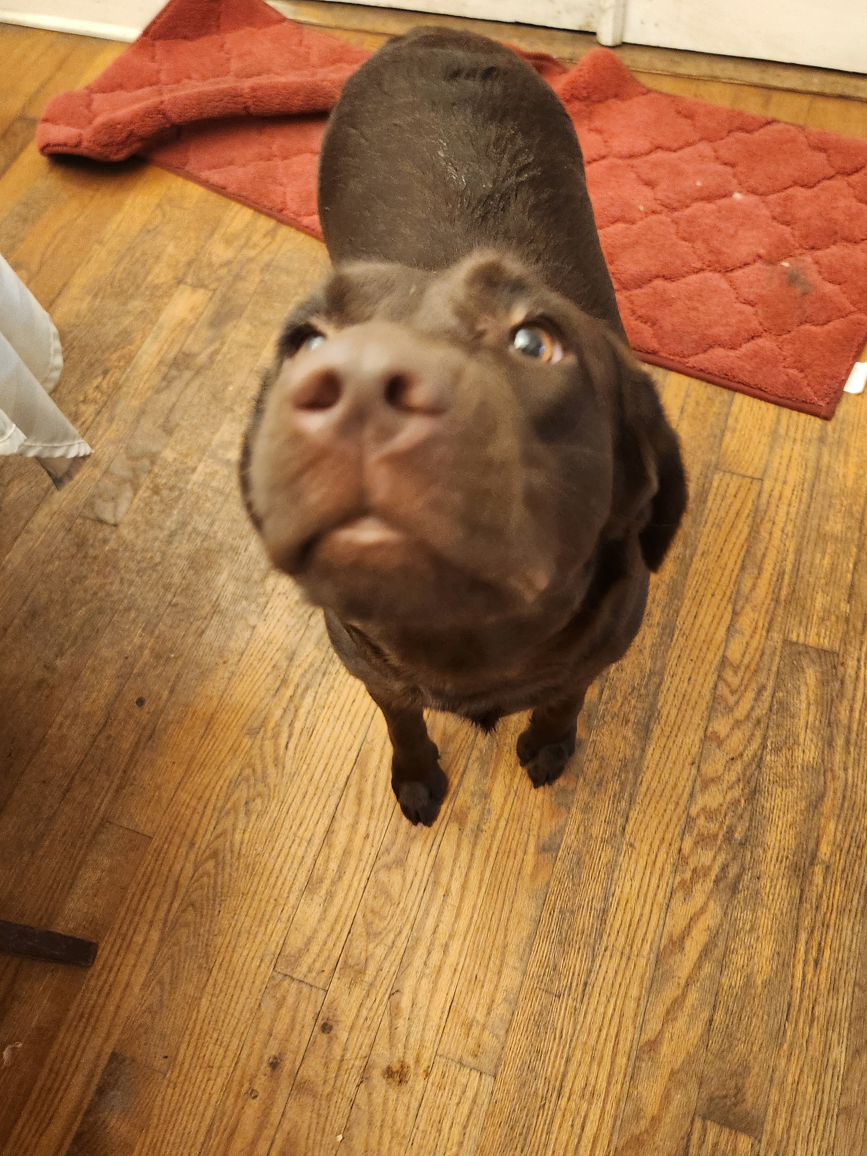 How Are Drug Dogs Trained – Labrador Puppies Store