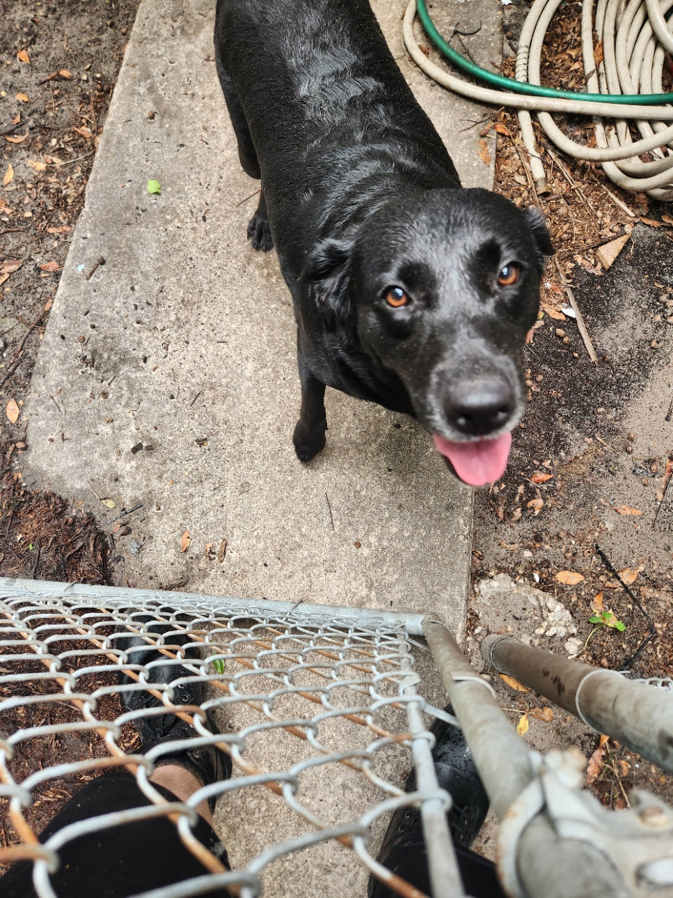 How To Bark Train Your Dog – Labrador Puppies Store